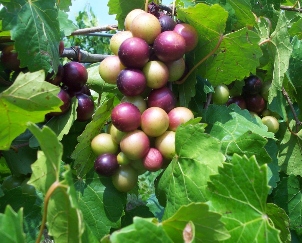 Muscadine Health Benefits - Muscadine Naturals - NC