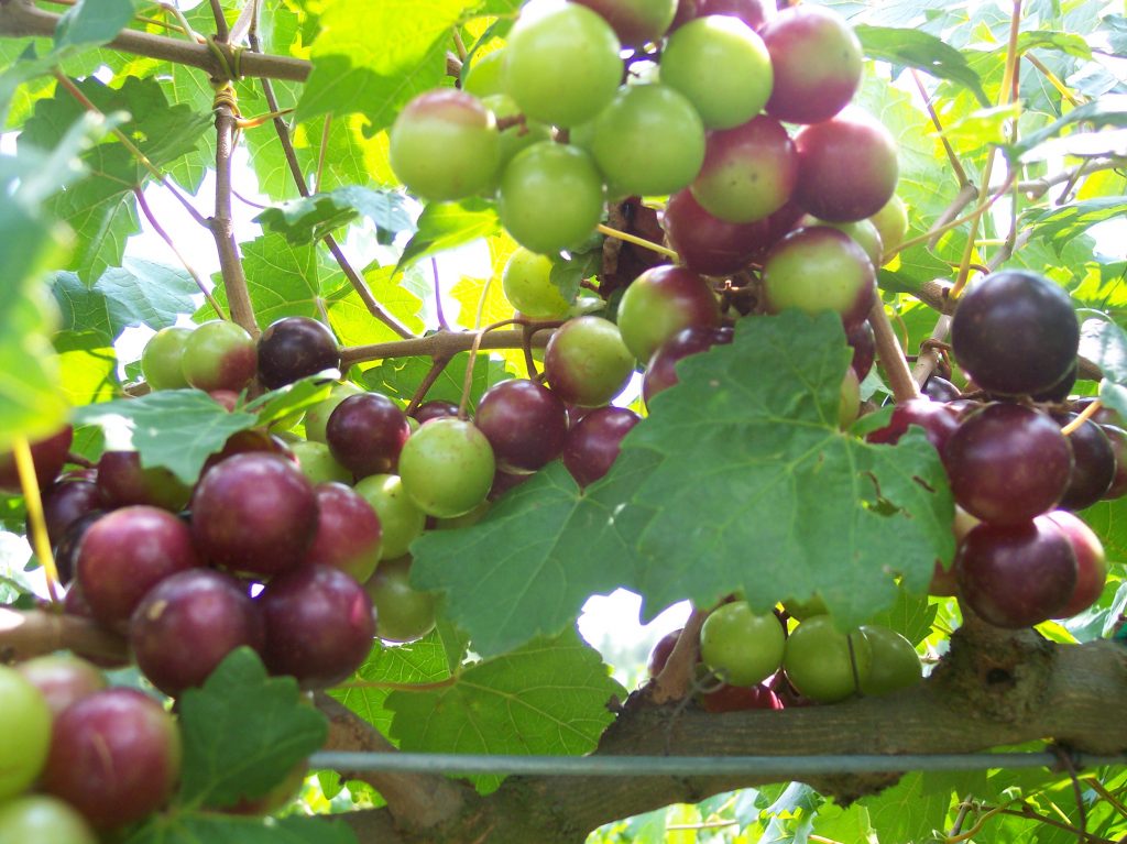 Muscadine Grapes | Muscadine Naturals
