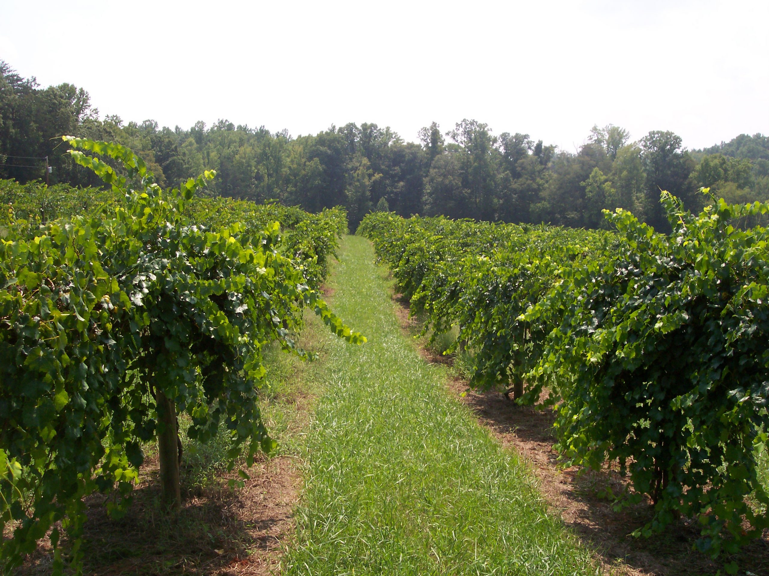 Muscadine - Scuppernong - Supplements | Muscadine Naturals