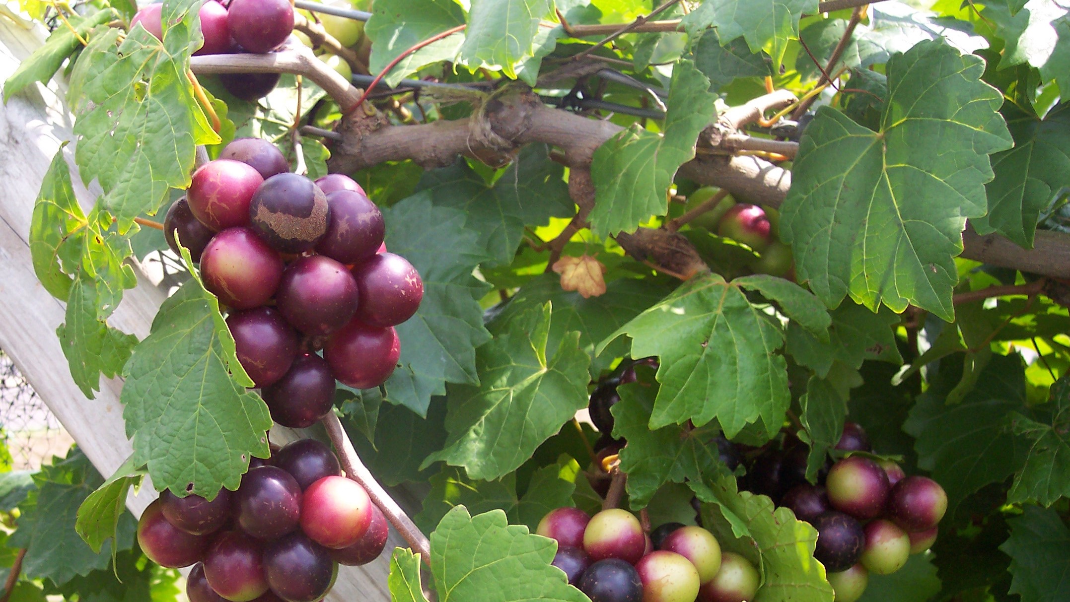 Bronze Muscadine Grapes Health Benefits at Cristina Lee blog